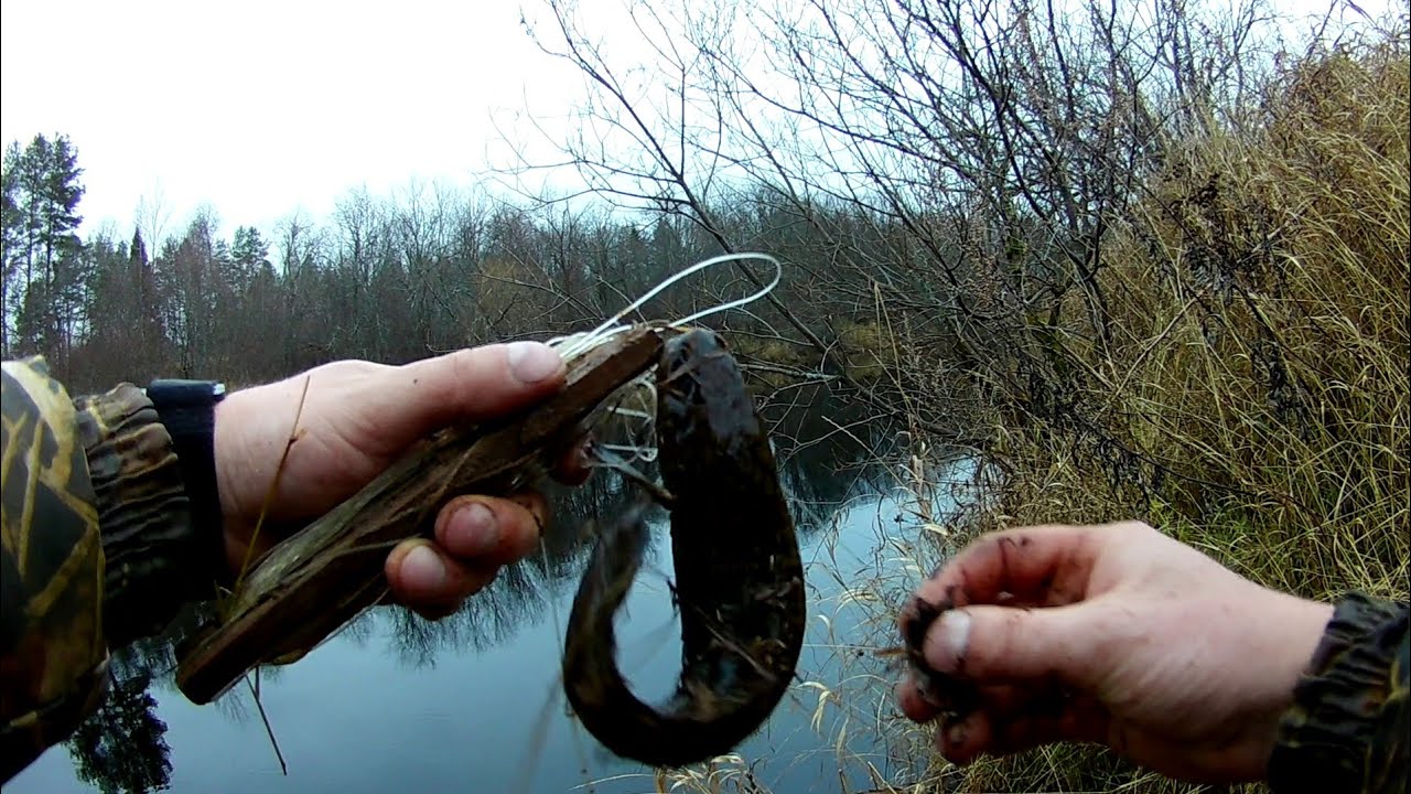 Налим в ноябре. Ловля на донку с берега))))