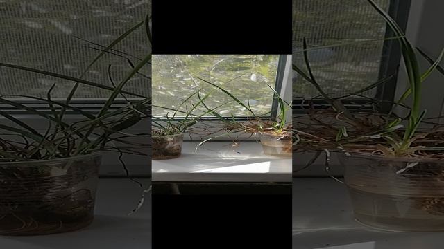 Трава у дома