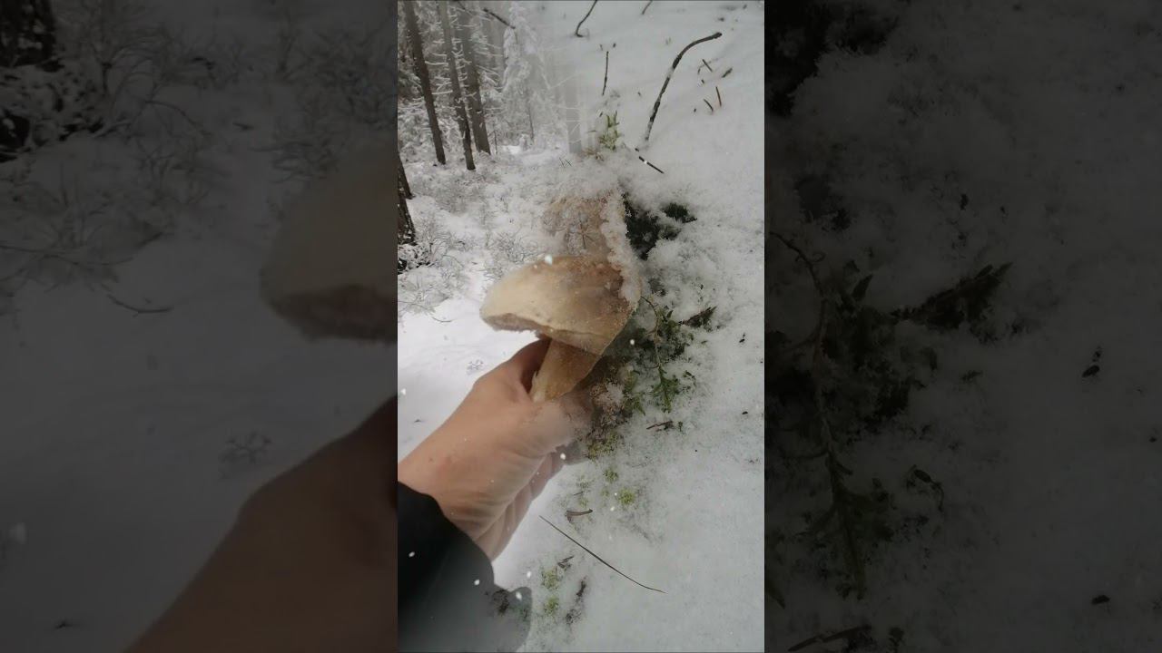 Первый снег  Прогулка в лесу