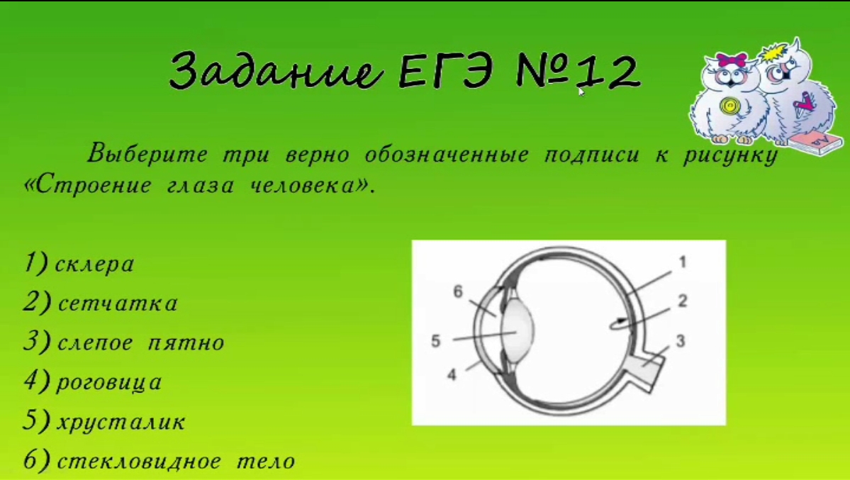 Биология. Разбор 12 заданий ЕГЭ по биологии. Строение глаза