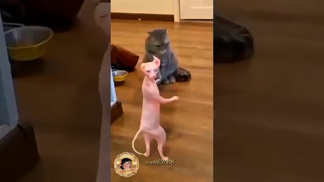 Девочкой своею меня назови.  Юмор. Позитив. Животные.