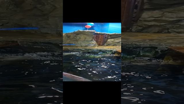 океанариум Спб Питер аквариум рыбки рыбы аквариумы аквариумные аква под водой подводный мир вода