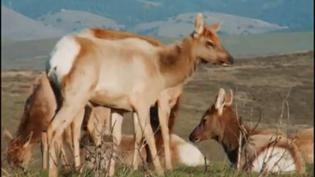 15 Духовность и животные