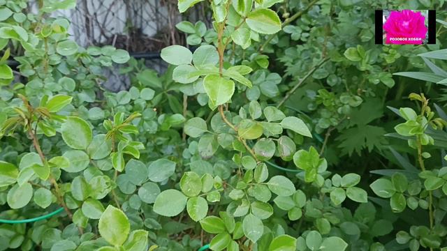 НЕ ОПОЗДАЙТЕ С ОБРАБОТКОЙ РОЗ!