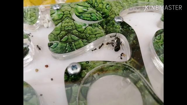 Муравьиная ферма_.mp4