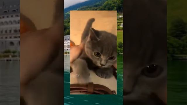 ПРИКОЛЫ С КОТАМИ / А где твоя шерсть? #юмор #приколы #смех #котики