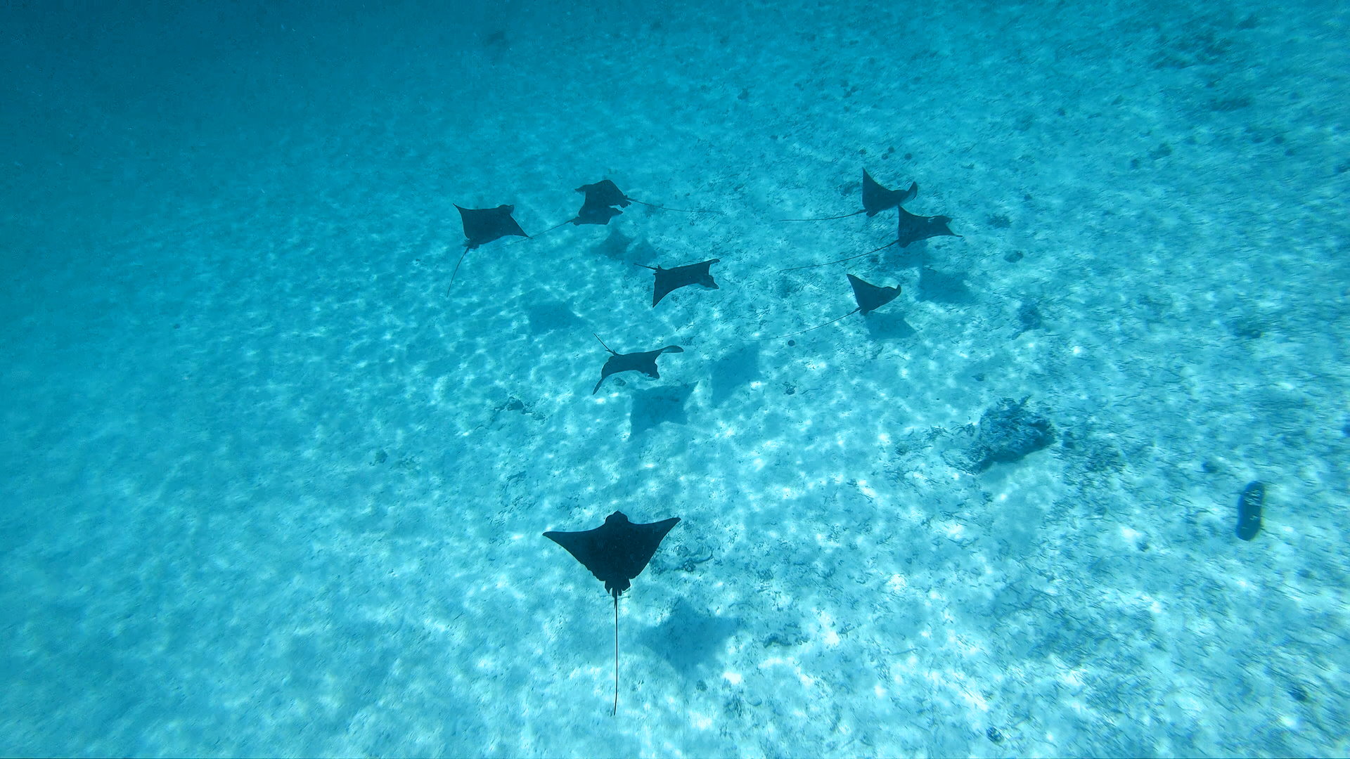 МОЯ ПЛАНЕТА. БОРА БОРА. АКУЛЫ. МУРЕНЫ. СКАТЫ. ПУТЕШЕСТВИЕ. БЕТХОВЕН. ЛУННАЯ СОНАТА.