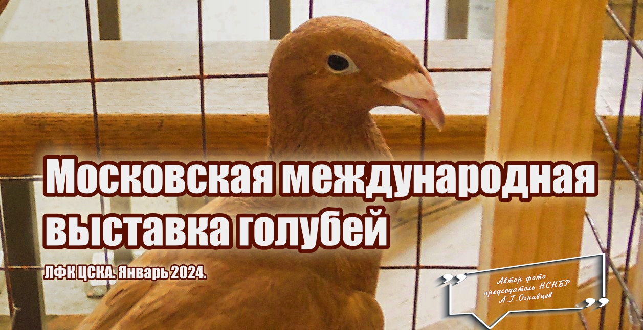 А.Г.Огнивцев. Video 2024. Московская международная выставка голубей в ЛФК ЦСКА. Голубеводы Москвы.