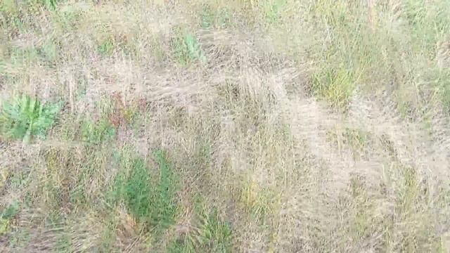 Луговой шампиньон! Собираем с сыном грибы шампиньоны на лугу.