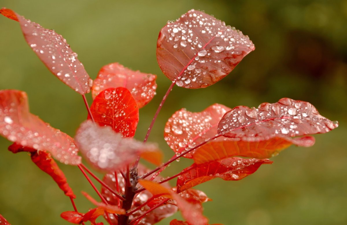 Осенняя сказка, любовь, и немного дождя... Автор текста Ирина Самарина-Лабиринт. Стихи о жизни.