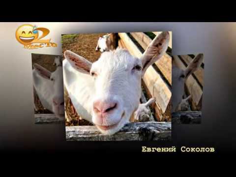 ДЕНЬ СМЕХА