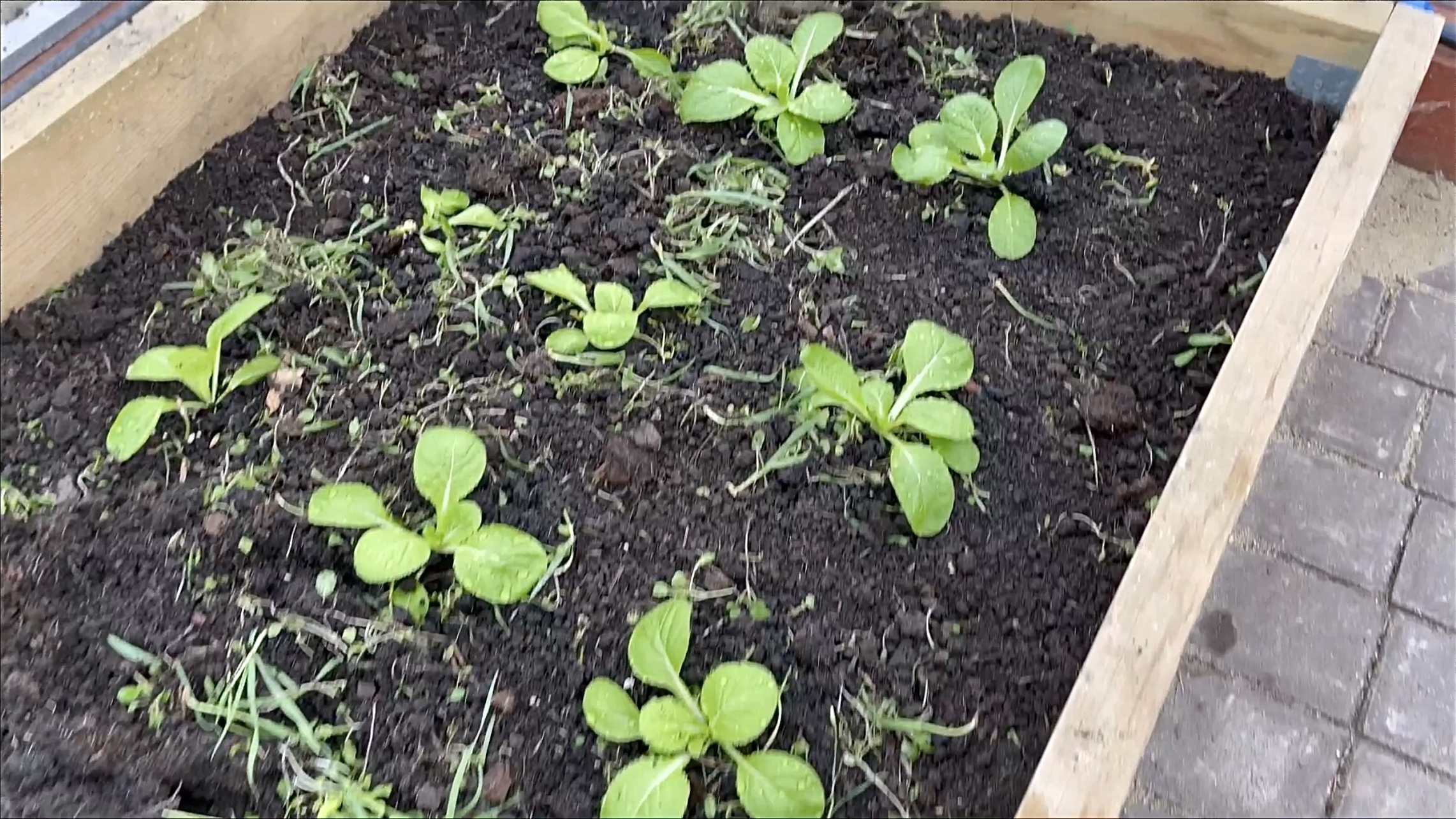 Высадила пекинскую капусту в теплицу.