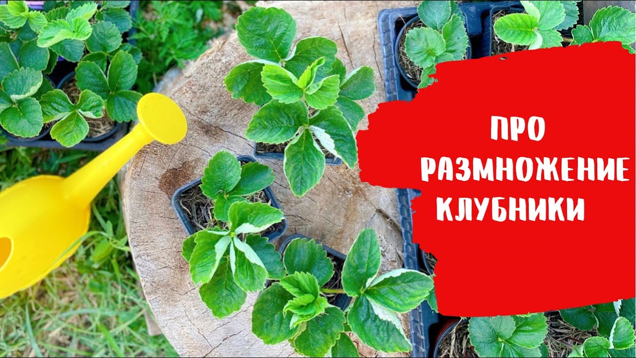 Размножение клубники усами | Своя рассада клубники с закрытой корневой системой