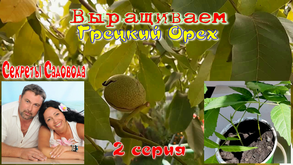 Секреты Садовода - Грецкий Орех. 2 Серия. Как Вырастить, Размножаем