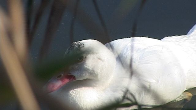 Краснодар - утки в камышах.
