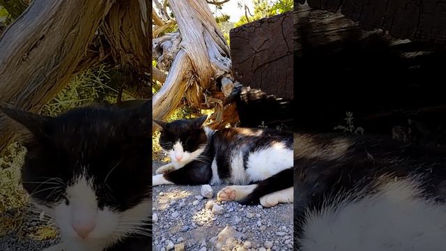 Кот Бармалей, который живёт на мысе Капчик. Новый Свет.