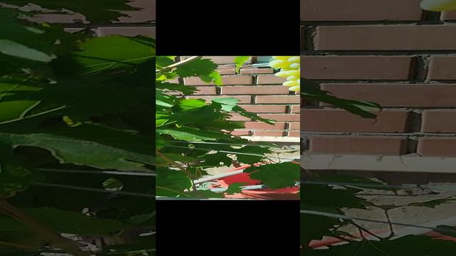 Мой виноград возле дома 2