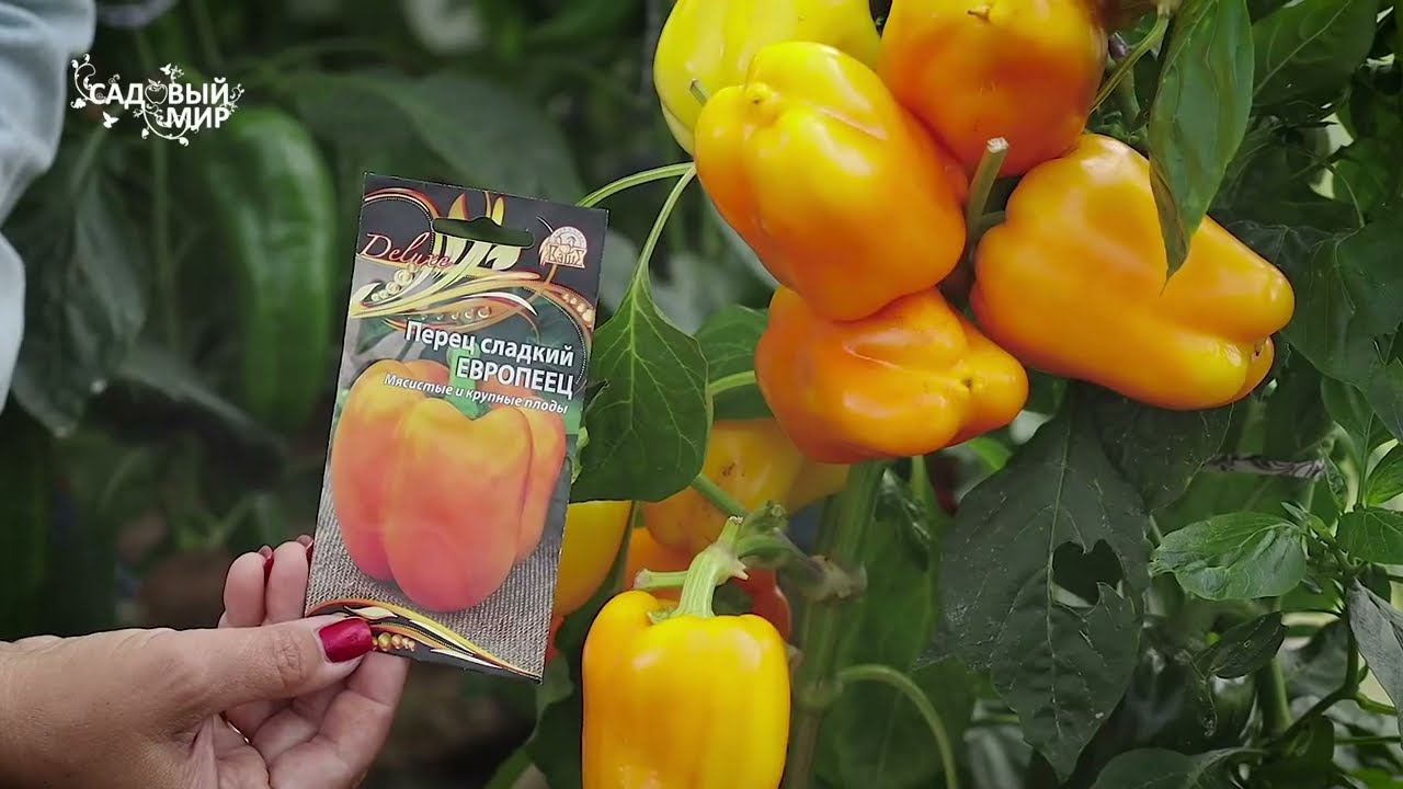 Перец как с картинки. Урожай желтого сладкого перца на 5 +.