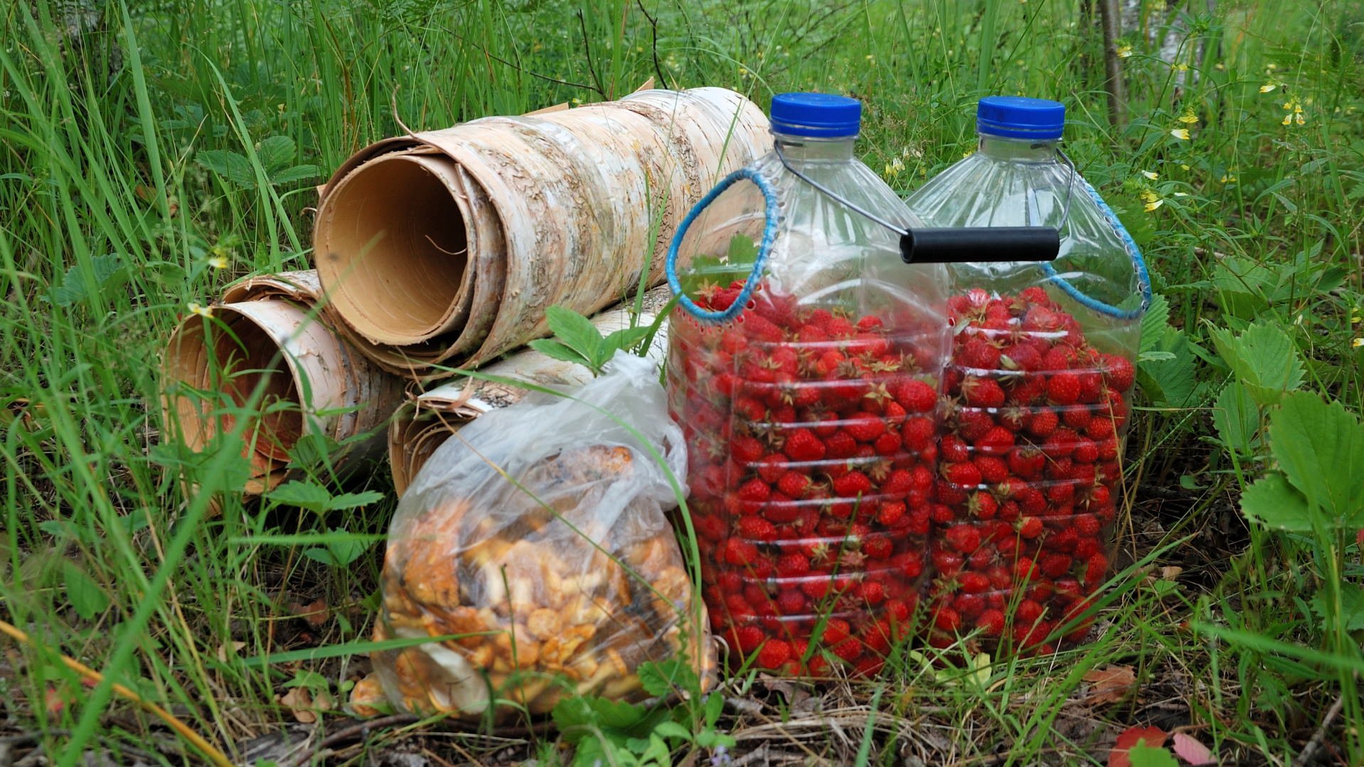 Третий вариант походной ёмкости для грибов и ягод из 5 литровых ПЭТ бутылок.