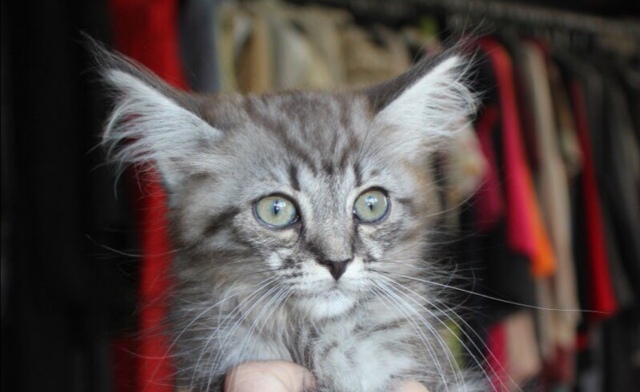 КАК ПОЧИСТИТЬ УШИ КОТУ
#образовательная_рубрика