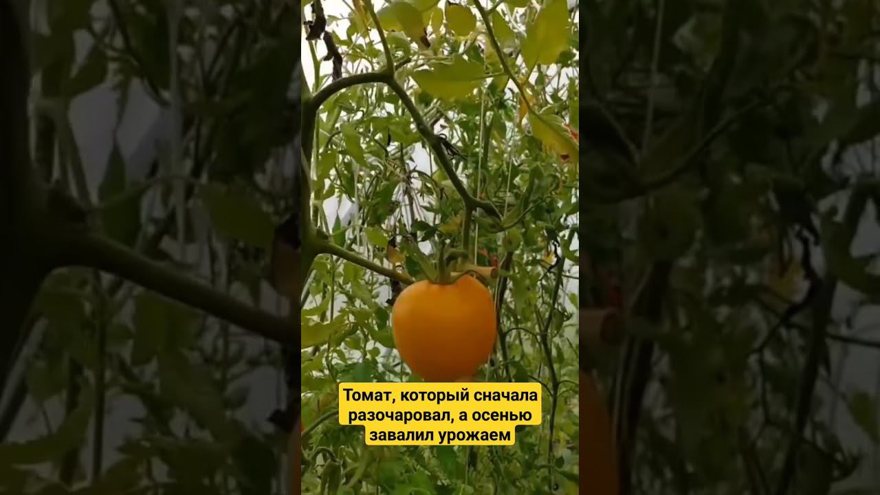 Томат Де Барао сначала разочаровал, а осенью завалил урожаем. #дача #теплица #помидоры #томаты