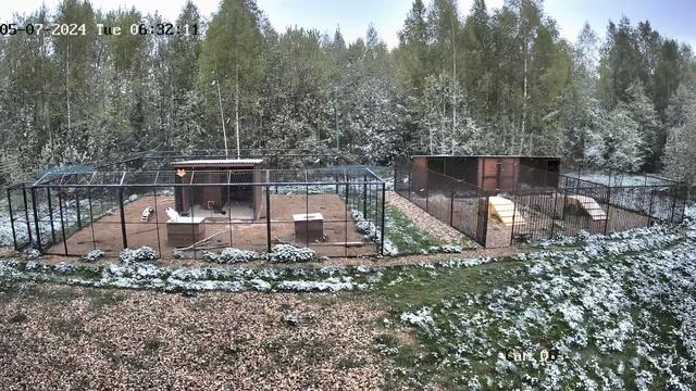 Лисички рады снегу