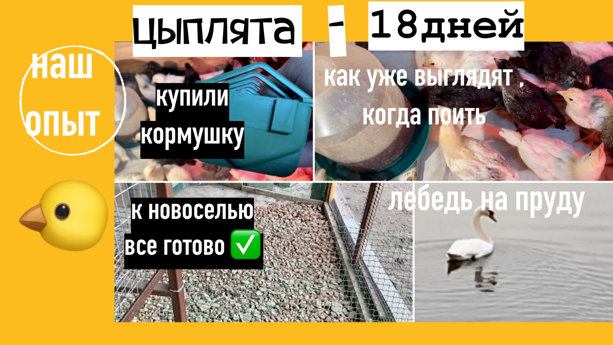 Цыплята 18 дней/Заменили кормушку/Новый дом ждет/