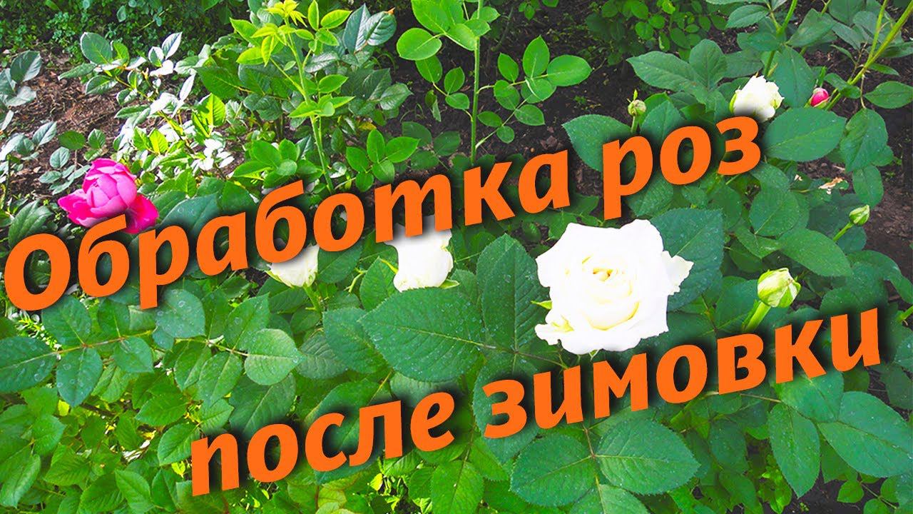 3 апреля 2019 - Обработка роз после зимы. Сибирь
