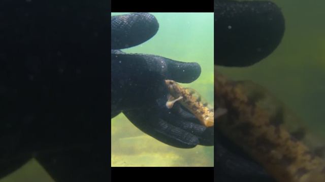 Маленький морской угорь