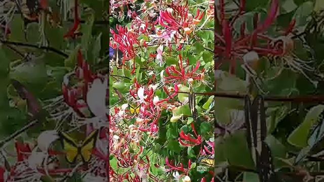 Волшебный мир. Жимолость