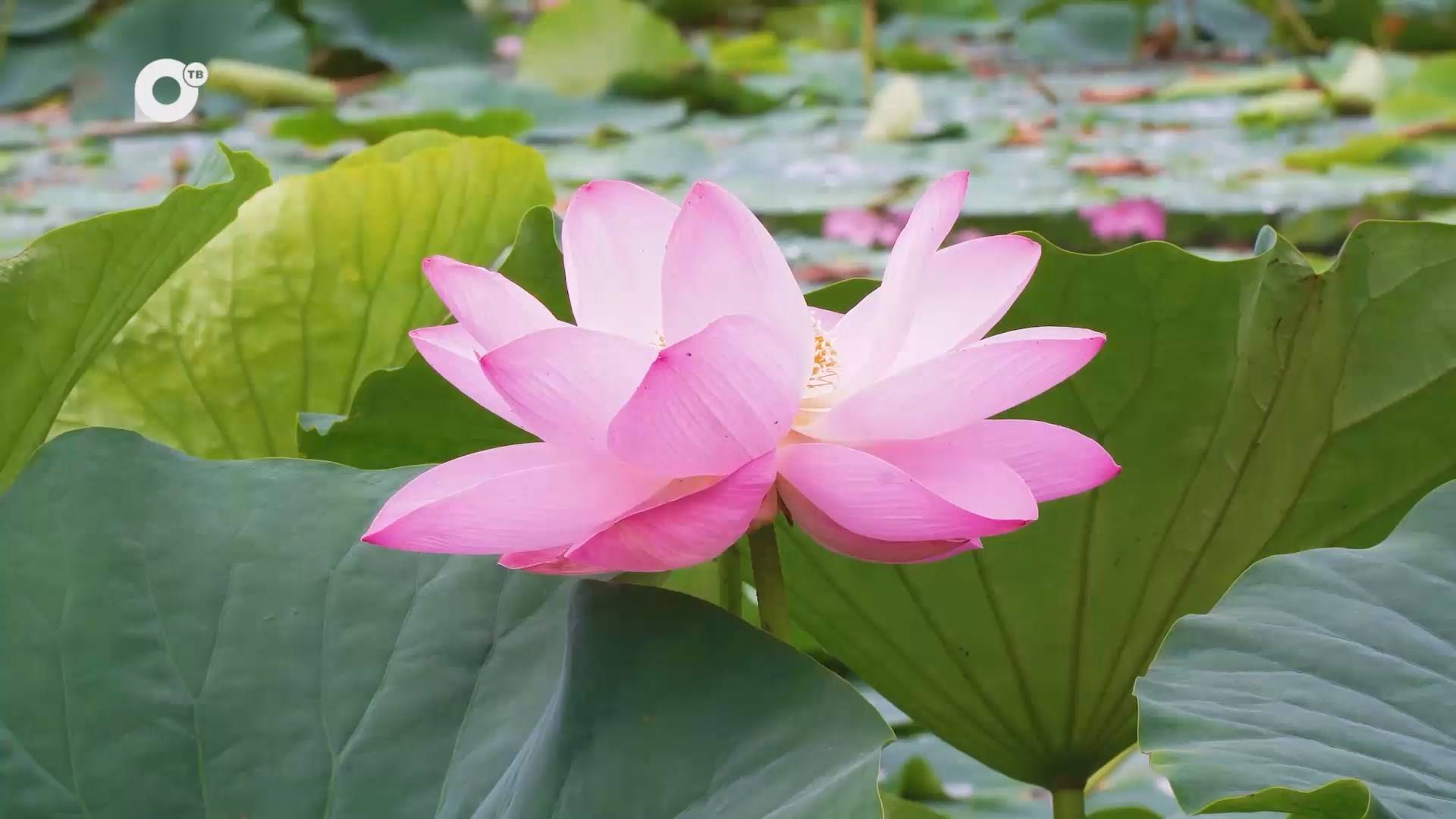 Два туриста / Лотосы / 28.08.24