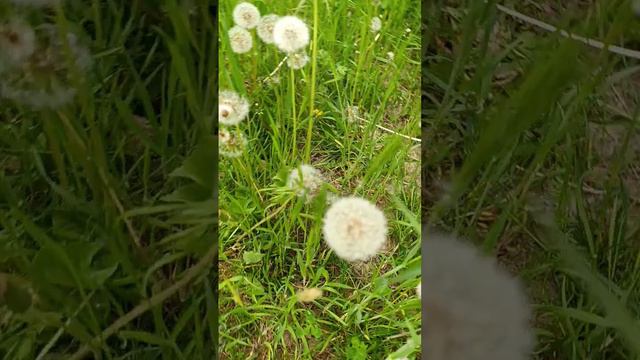 одуванчики