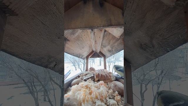 YouCut_20231204_144623430.mp4озвучивает телевизор.04.12.2023г.