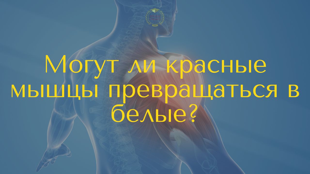Могут ли красные мышцы превращаться в белые?