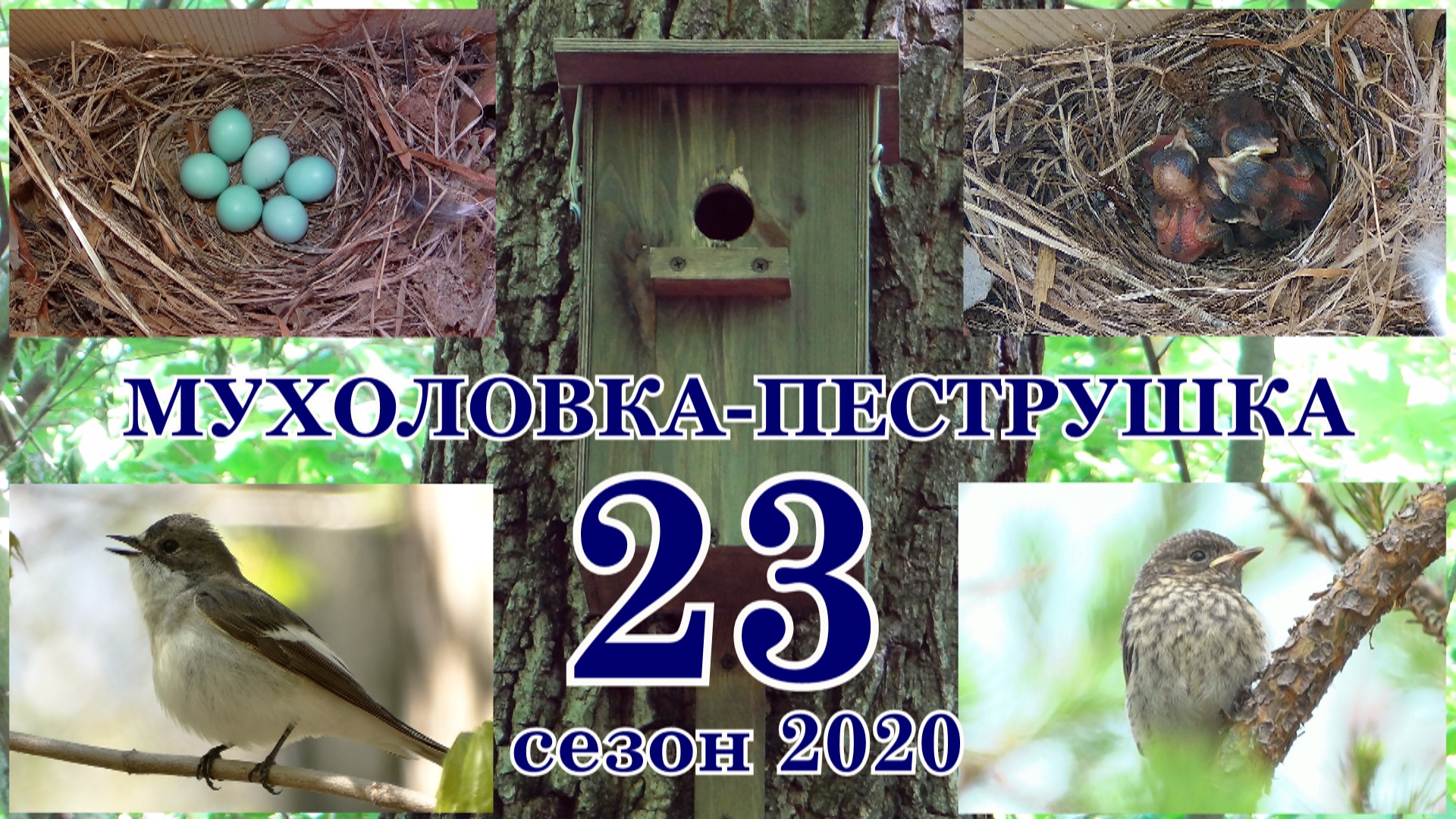 От гнезда до птенца. Хроника событий. Мухоловка-пеструшка. (Ficedula hypoleuca) 23 серия. Сезон 2020
