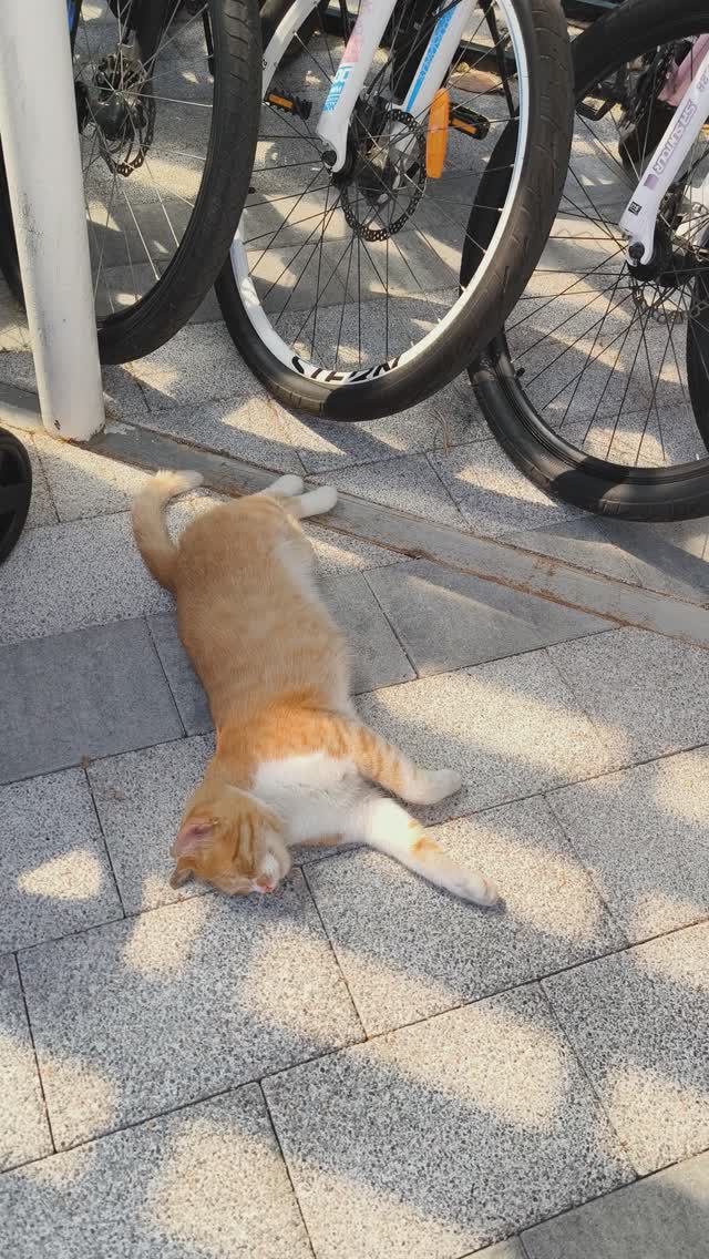 Ленивый кот из отеля Рэдиссон Сочи