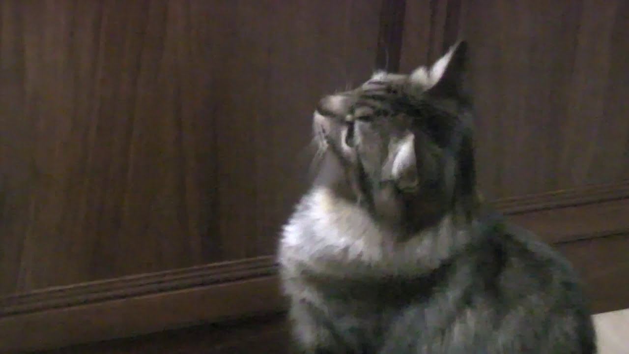 Василиса - юный энергетик