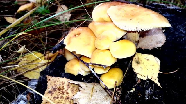 Чешуйчатка ольховая и навозник