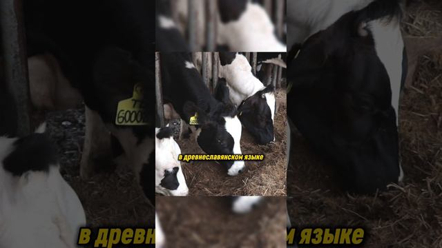 Почему мясо коровы называется говядина?🤔🐄 #интересно #facts #интересное #факты