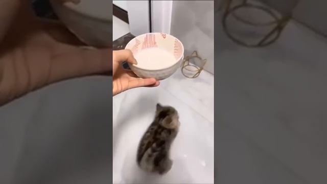 Голодный, как зверь!