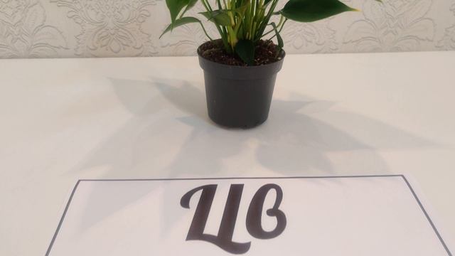 Цветы Вместе - Антуриум Карма Вайт Anthurium Karma White  9/25