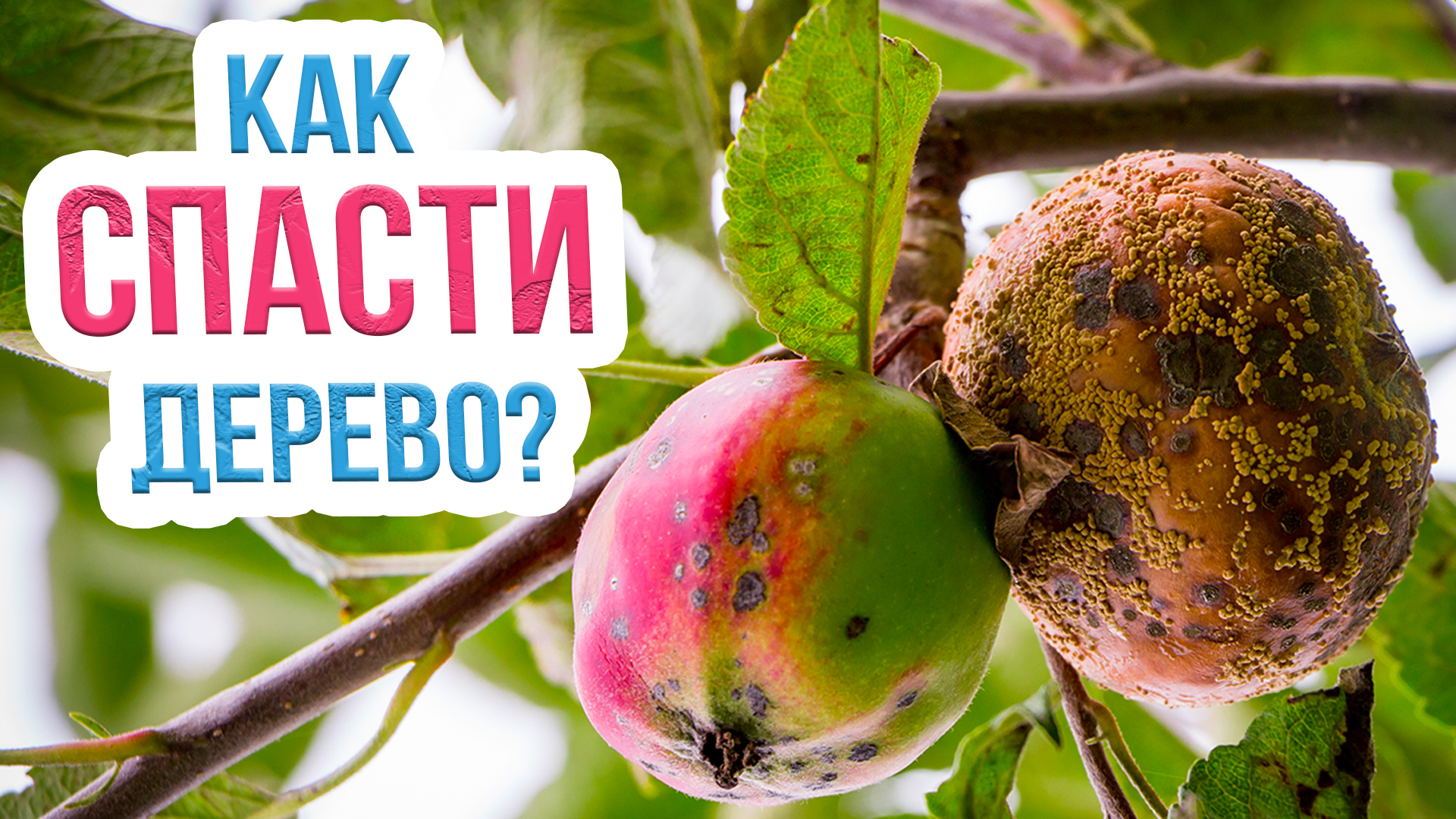 Монилиоз яблони - коварная болезнь плодовых деревьев. Почему гниют яблоки и что с этим делать