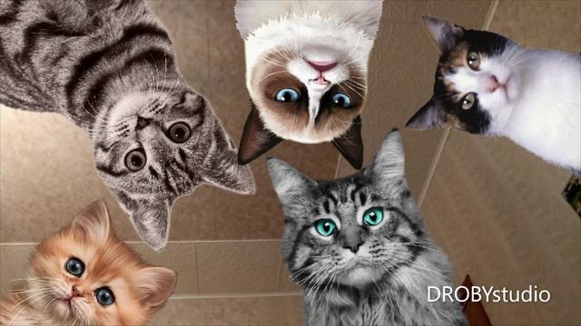 Прикольное поздравление с днем рождения. Коты. Ты спишь?