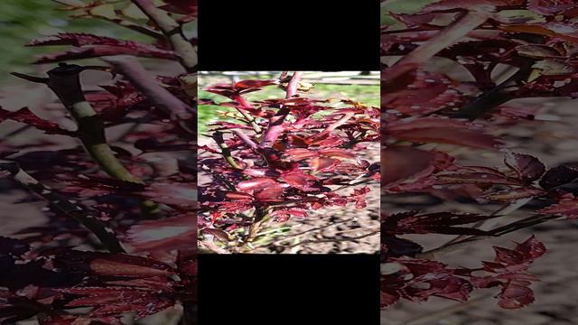 розовый куст после зимы