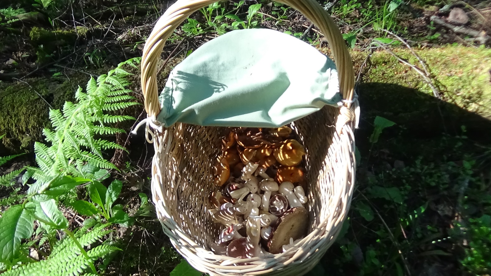 Шампиньоны перелесковые и летние опята. | Грибной сезон 2022.