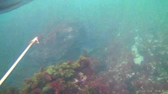 Подводная охота.Португалия.Consolasao 08.2018.