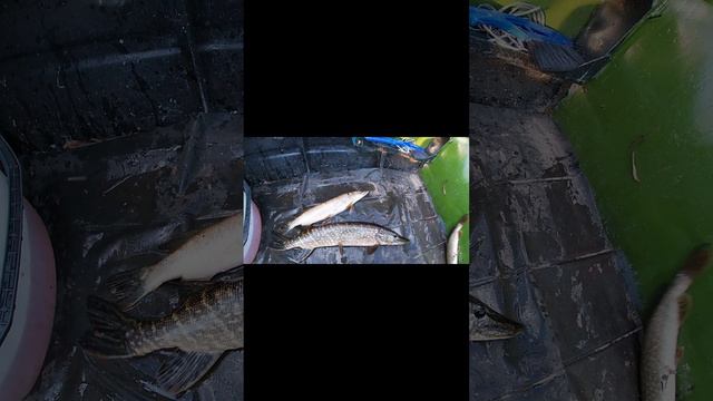 атам 26 грамм