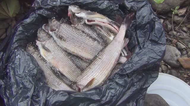 13 Серия Ловля Хариуса по 2 Рыбы Сразу Удочка Поплавок Тайга Алтайская Балкда Перекат Федоровича Пит