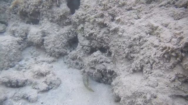 Рыбы Красного моря, Иглобрюх острорылый жемчужный, Canthigaster margaritata, fish in red sea Egypt.