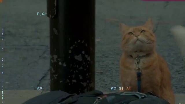 Street Cat Named Bob _ Short tribute video to Bob The Street Cat